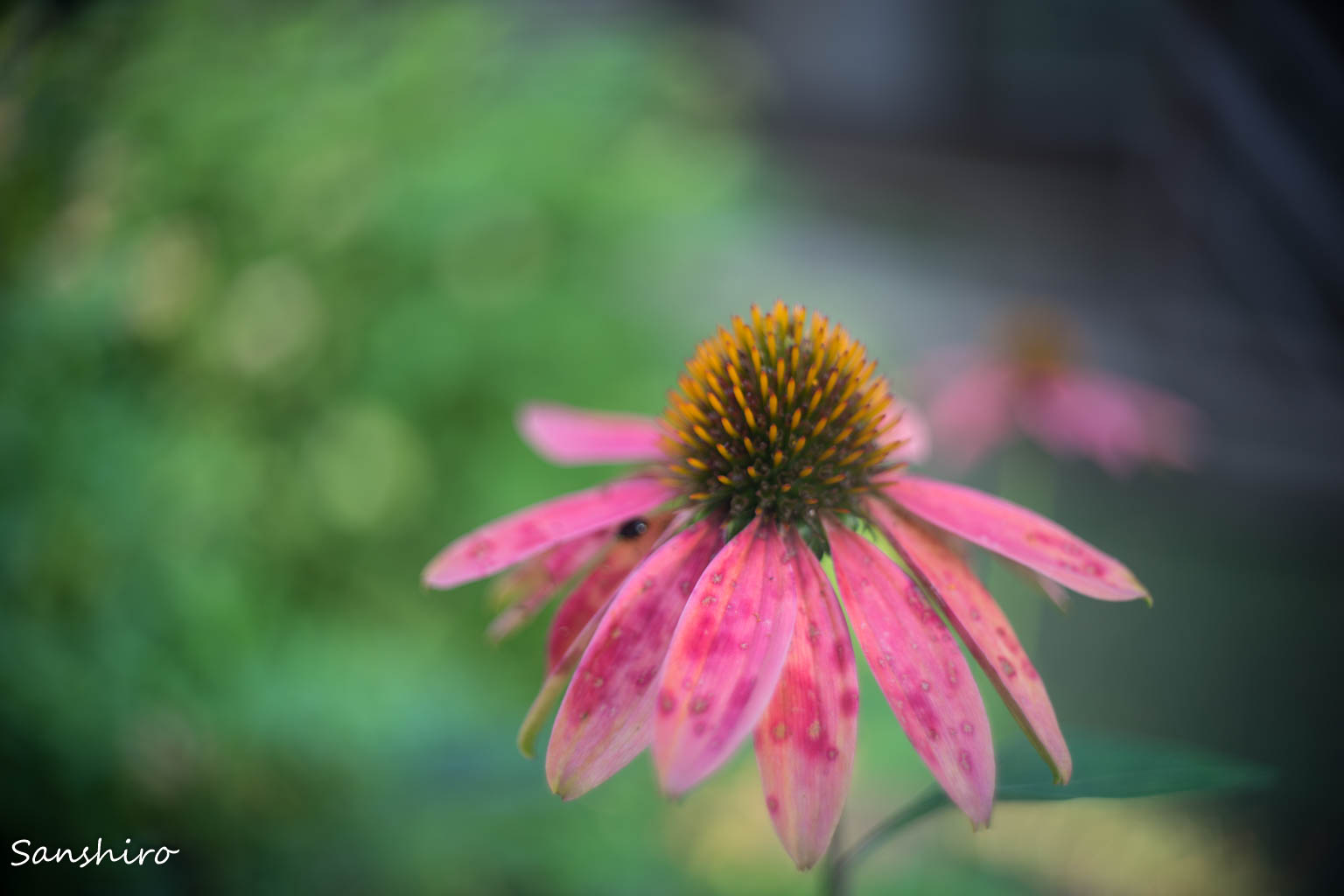 KMZ HELIOS-33 2/35 － ヘリオス33 2/35