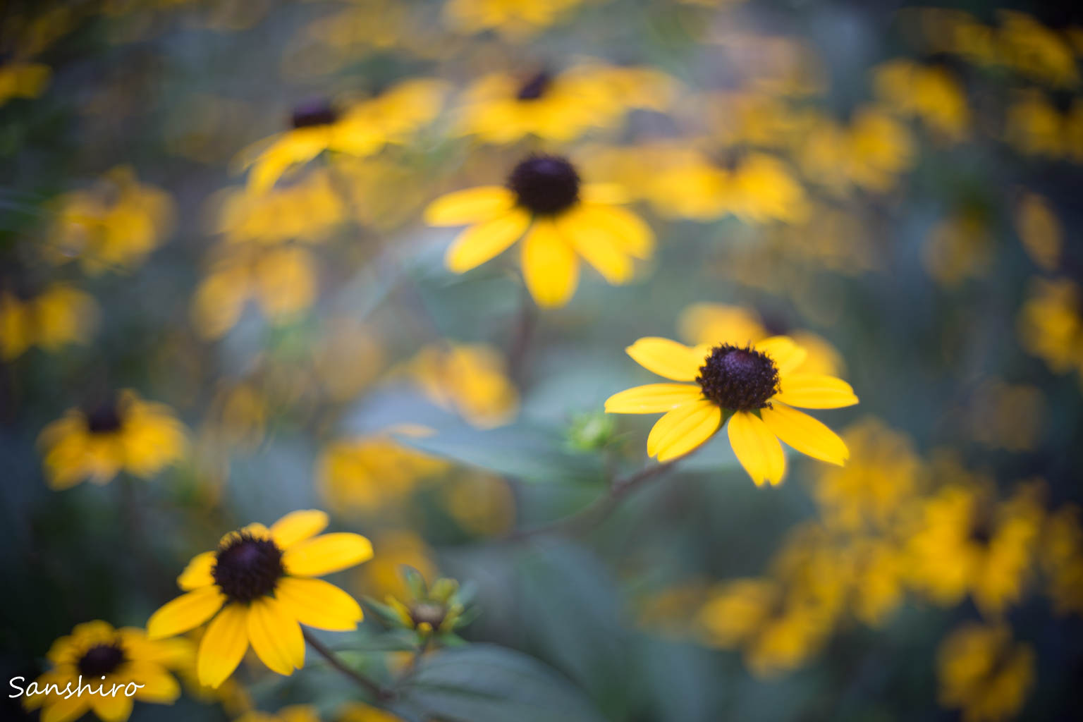 KMZ HELIOS-33 2/35 － ヘリオス33 2/35