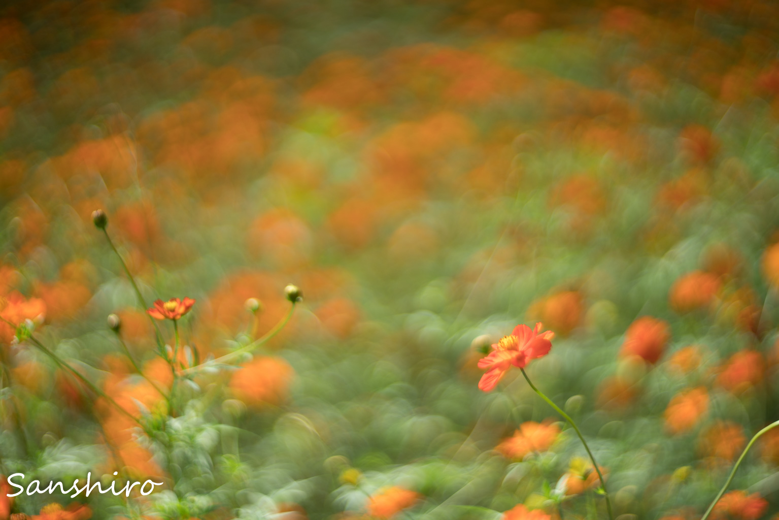 KMZ HELIOS-40 1.5/85 － ロシアンレンズ ヘリオス40 85mm F1.5