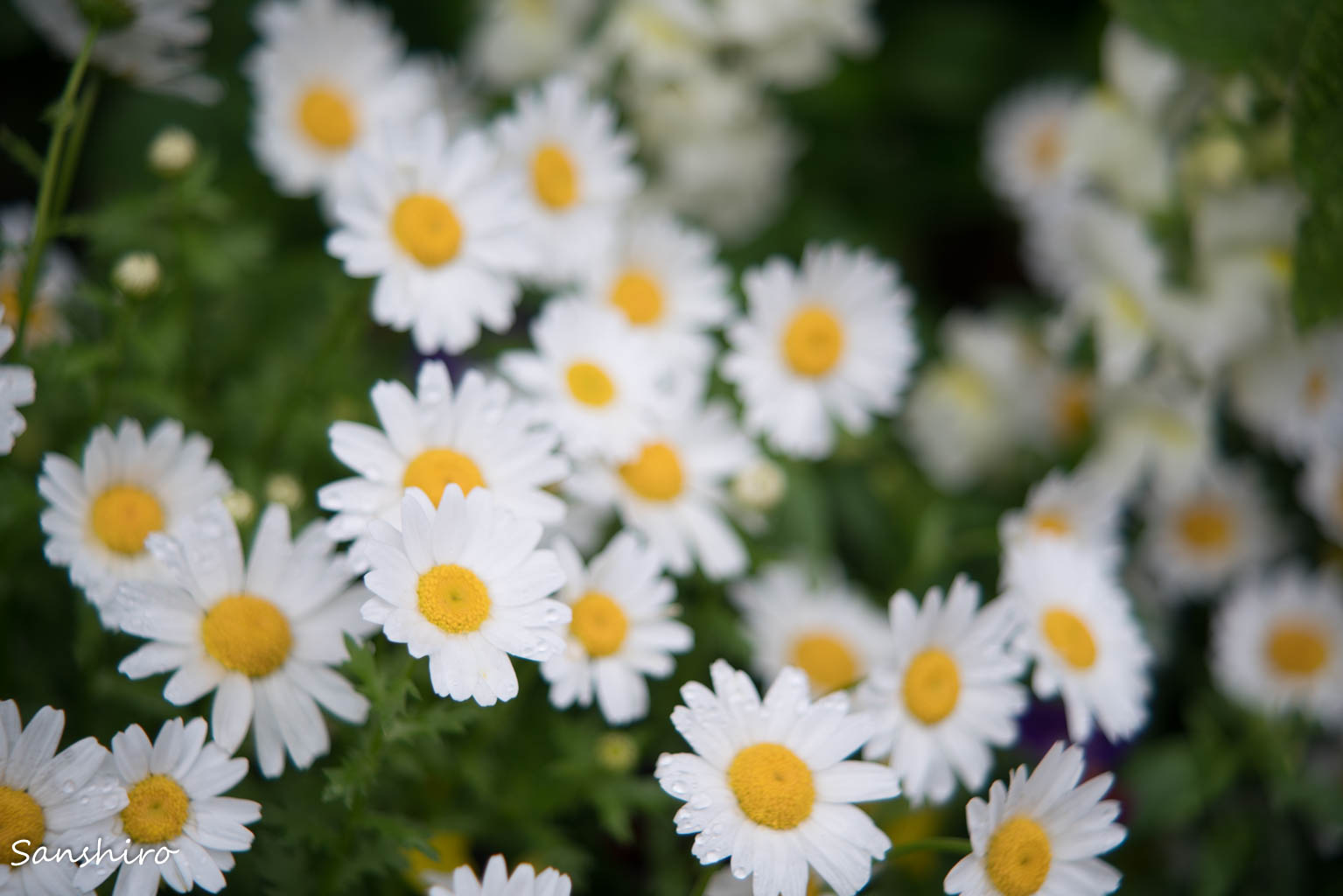 NIKON Zoom-NIKKOR Auto 43-86mm F3.5 － ニコン ズーム・ニッコール・オート 43-86mm F3.5